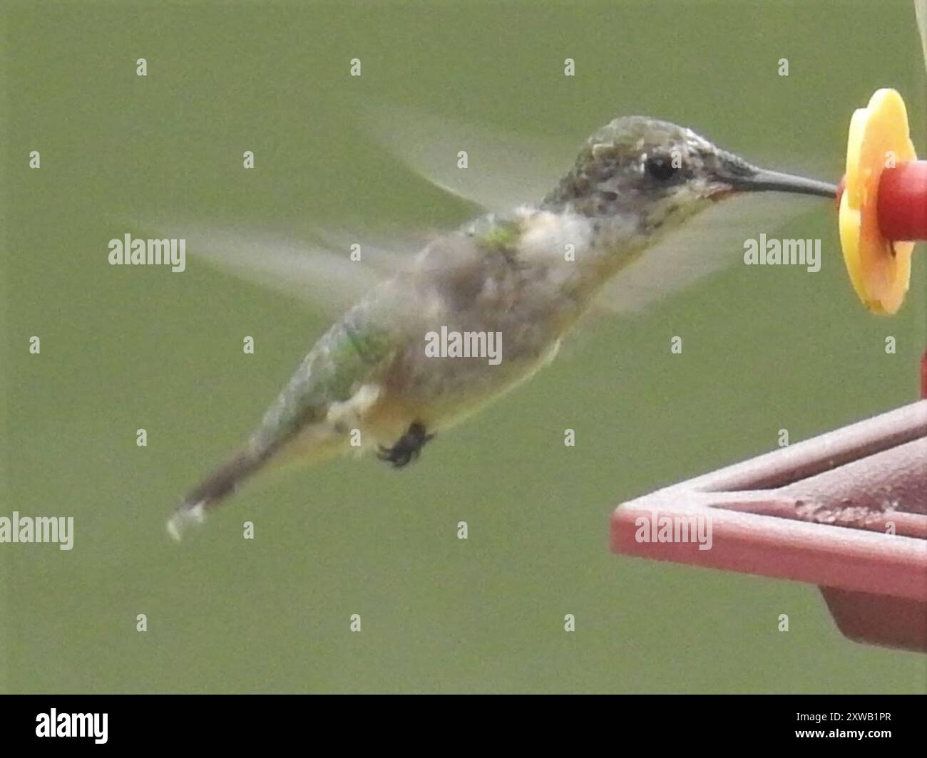 Ruby-throated Hummingbird (Archilochus colubris) Aves Stock Photo - Alamy