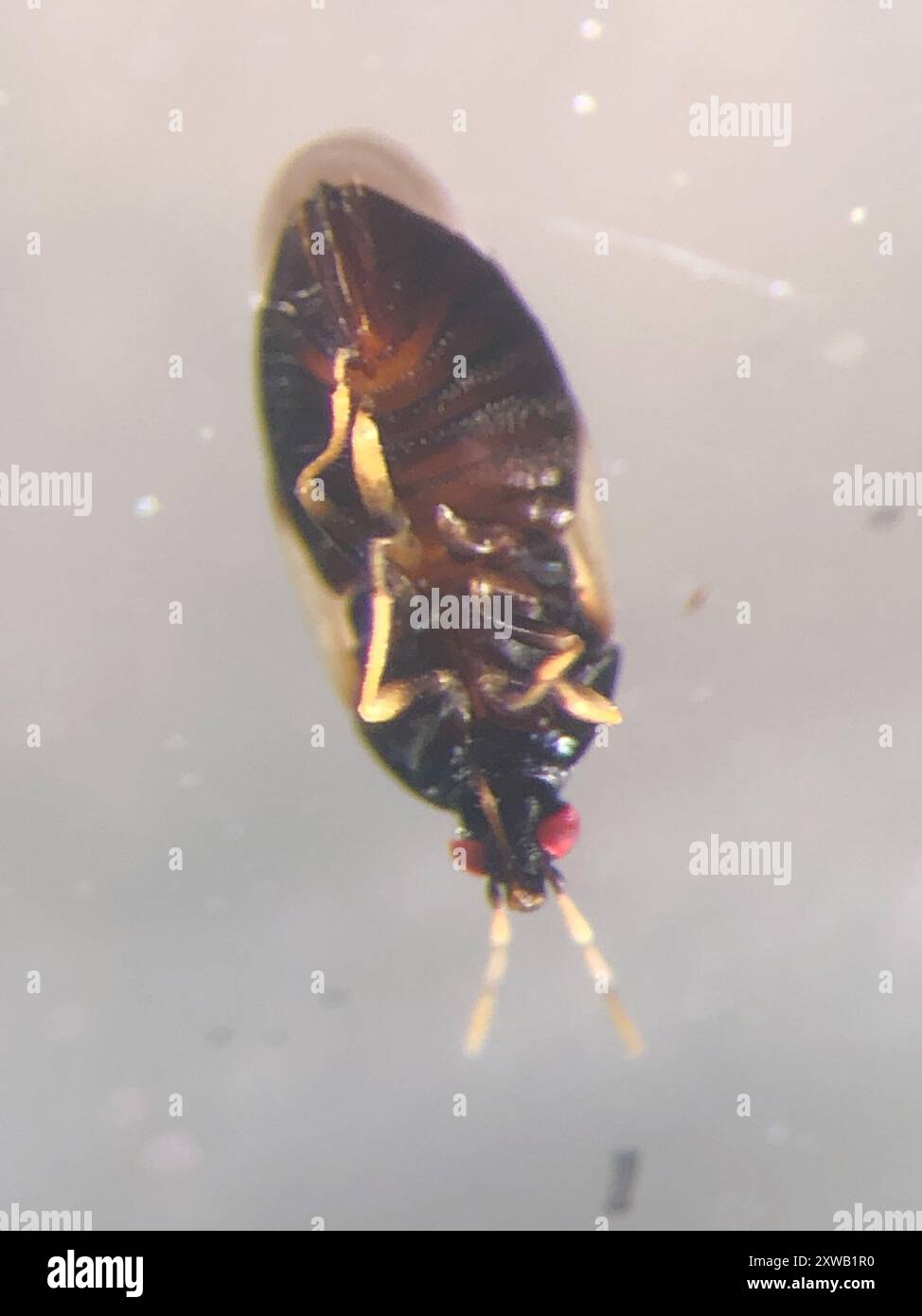 Minute pirate bugs (Anthocoridae) Insecta Stock Photo - Alamy