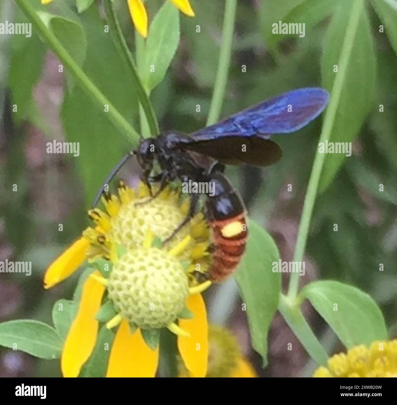 Blue-winged Scoliid Wasp (Scolia dubia) Insecta Stock Photo - Alamy