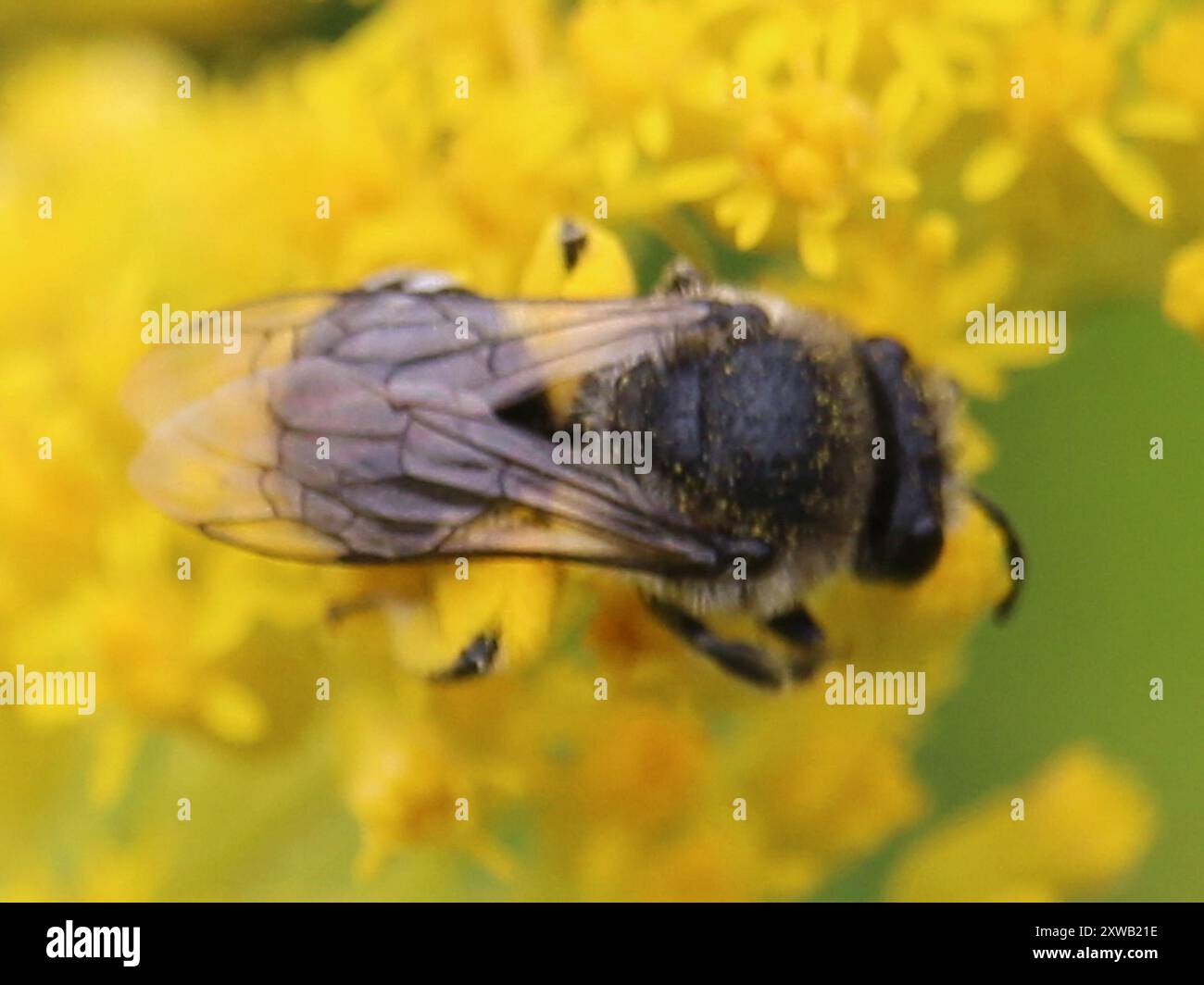 Eastern Spine-shouldered Cellophane Bee (Colletes simulans armatus ...
