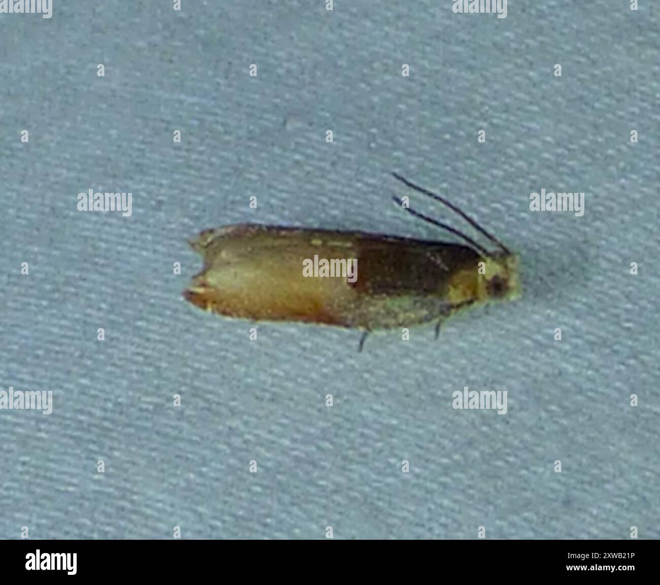 Two-toned Ancylis Moth (Ancylis divisana) Insecta Stock Photo - Alamy