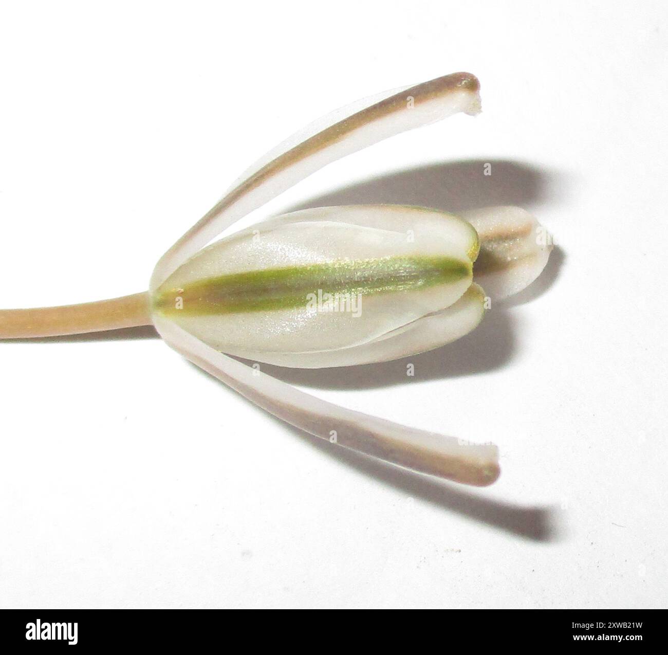 Thick Slime-lily (Albuca setosa) Plantae Stock Photo - Alamy