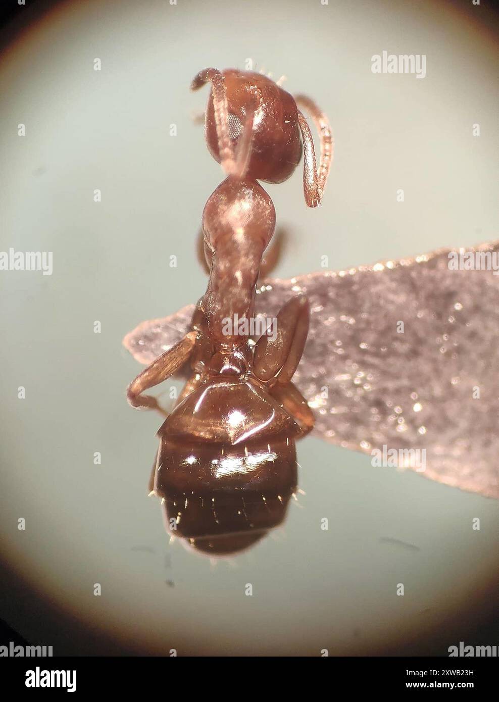 Colobopsis ant hi-res stock photography and images - Alamy