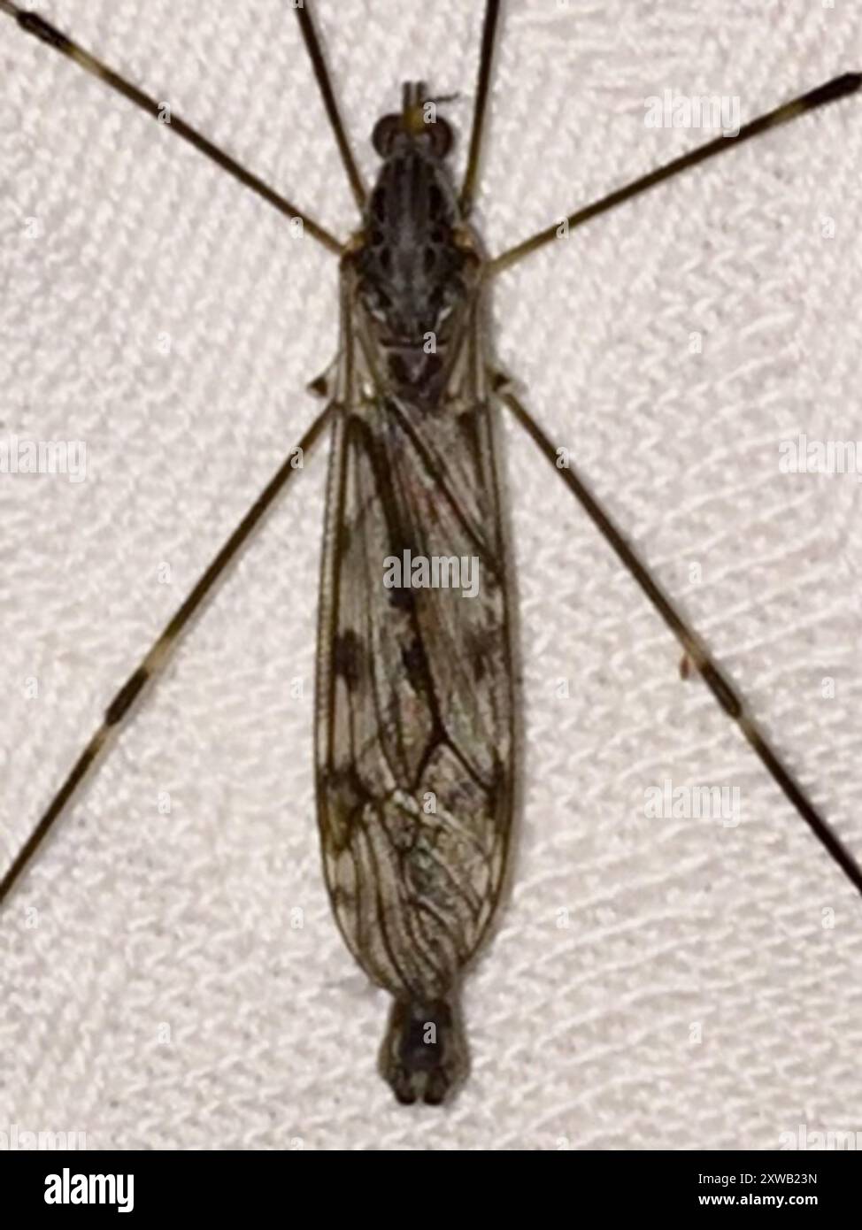 Tipula abdominalis hi-res stock photography and images - Alamy