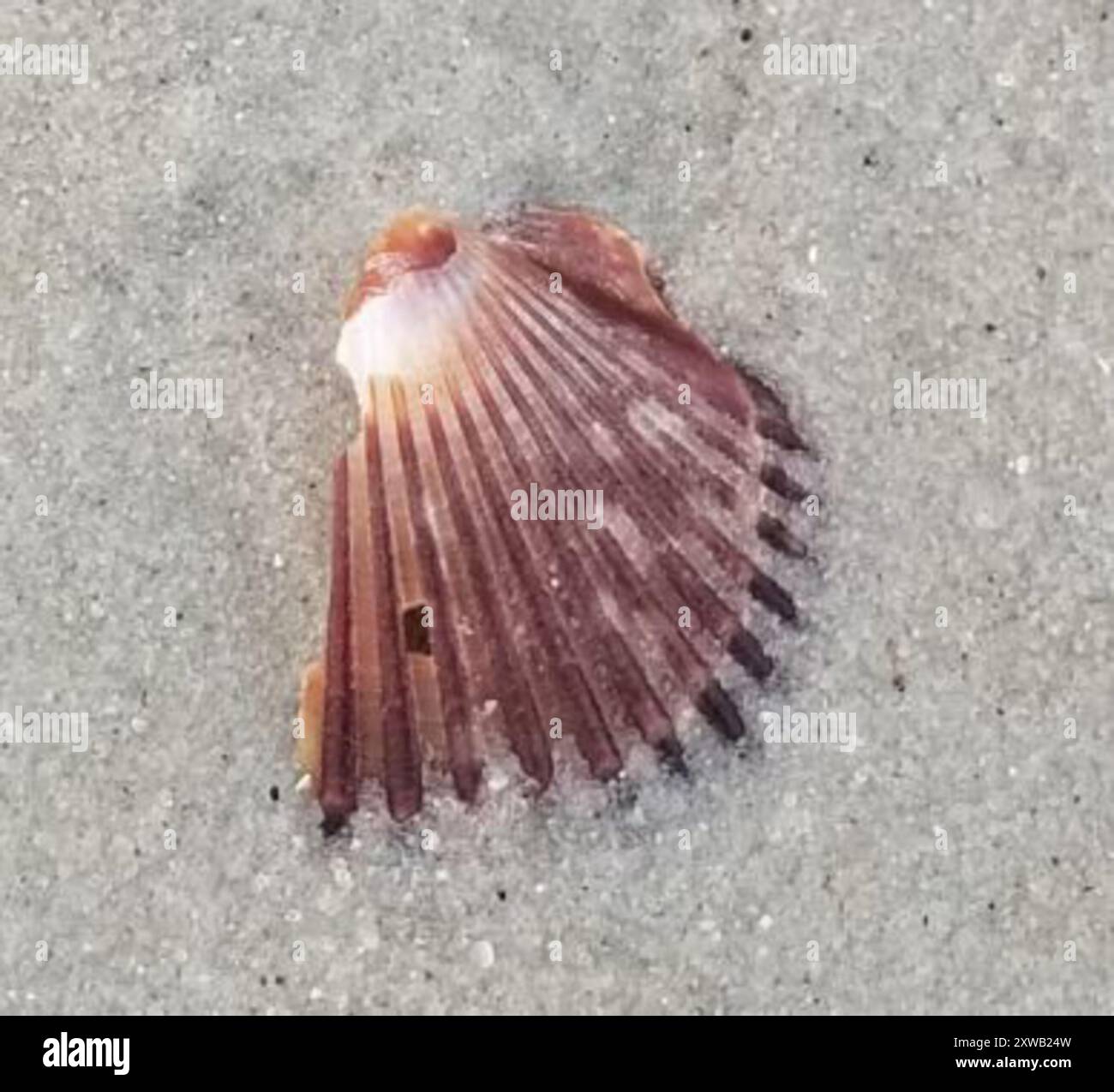 Atlantic Bay Scallop (Argopecten irradians) Mollusca Stock Photo - Alamy