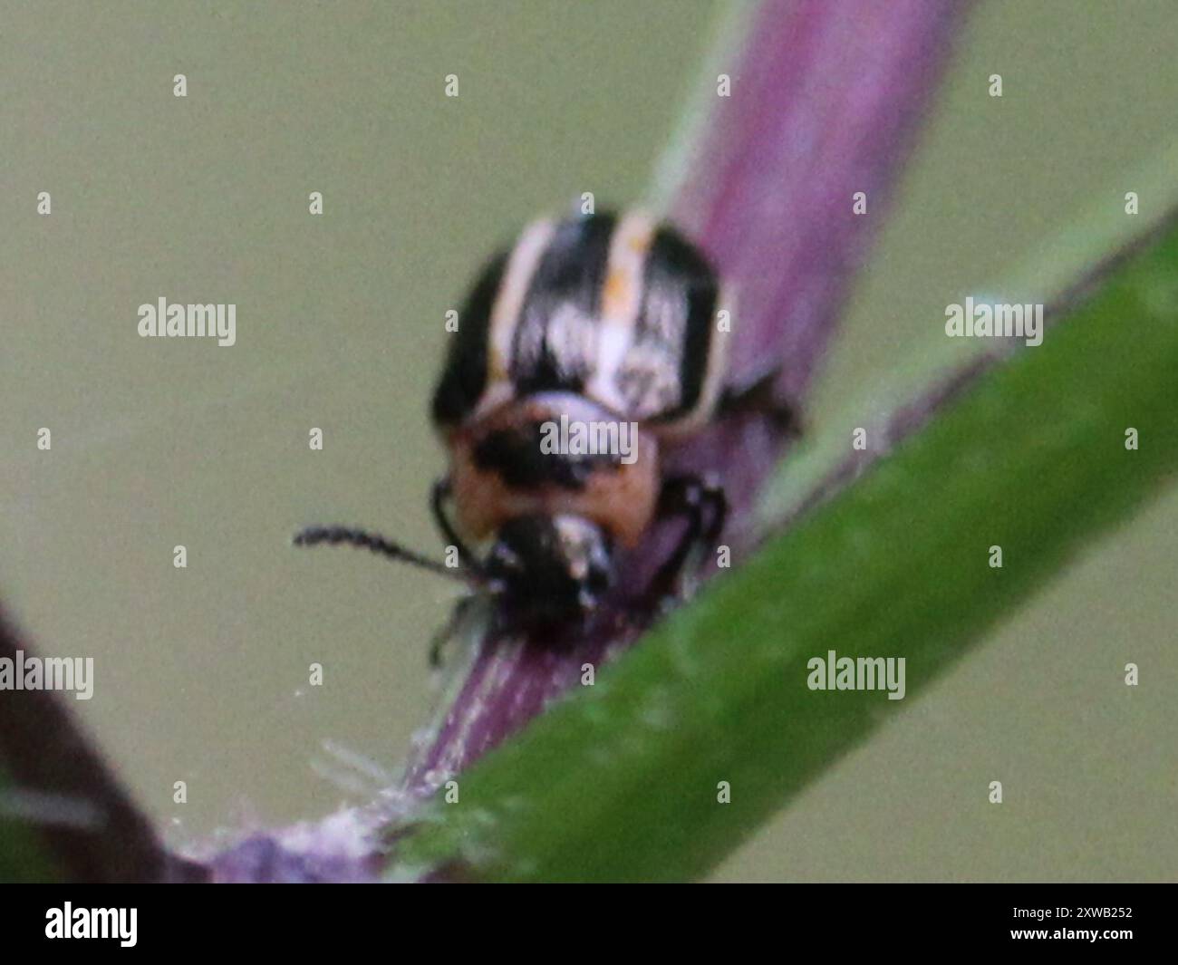 Coreopsis Beetle (Calligrapha californica) Insecta Stock Photo - Alamy