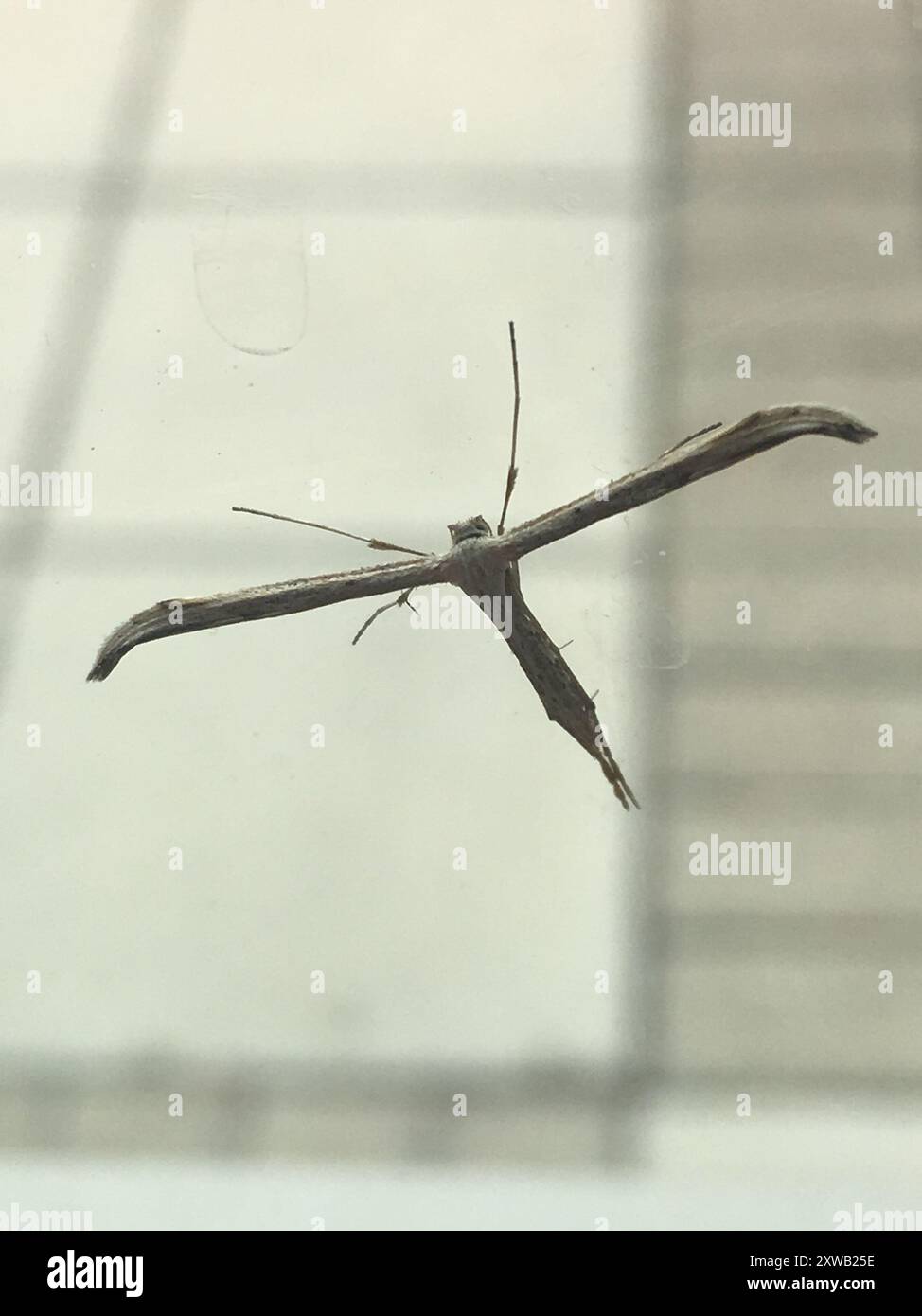 Morning-glory Plume Moth (Emmelina monodactyla) Insecta Stock Photo - Alamy