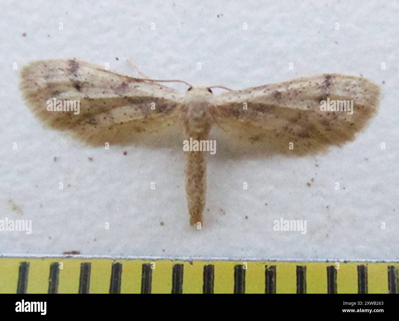 Geometer Moths (Geometridae) Insecta Stock Photo - Alamy
