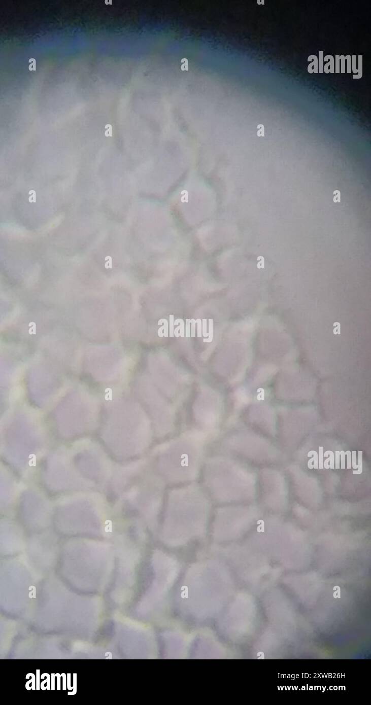 Rhododendri hi-res stock photography and images - Alamy