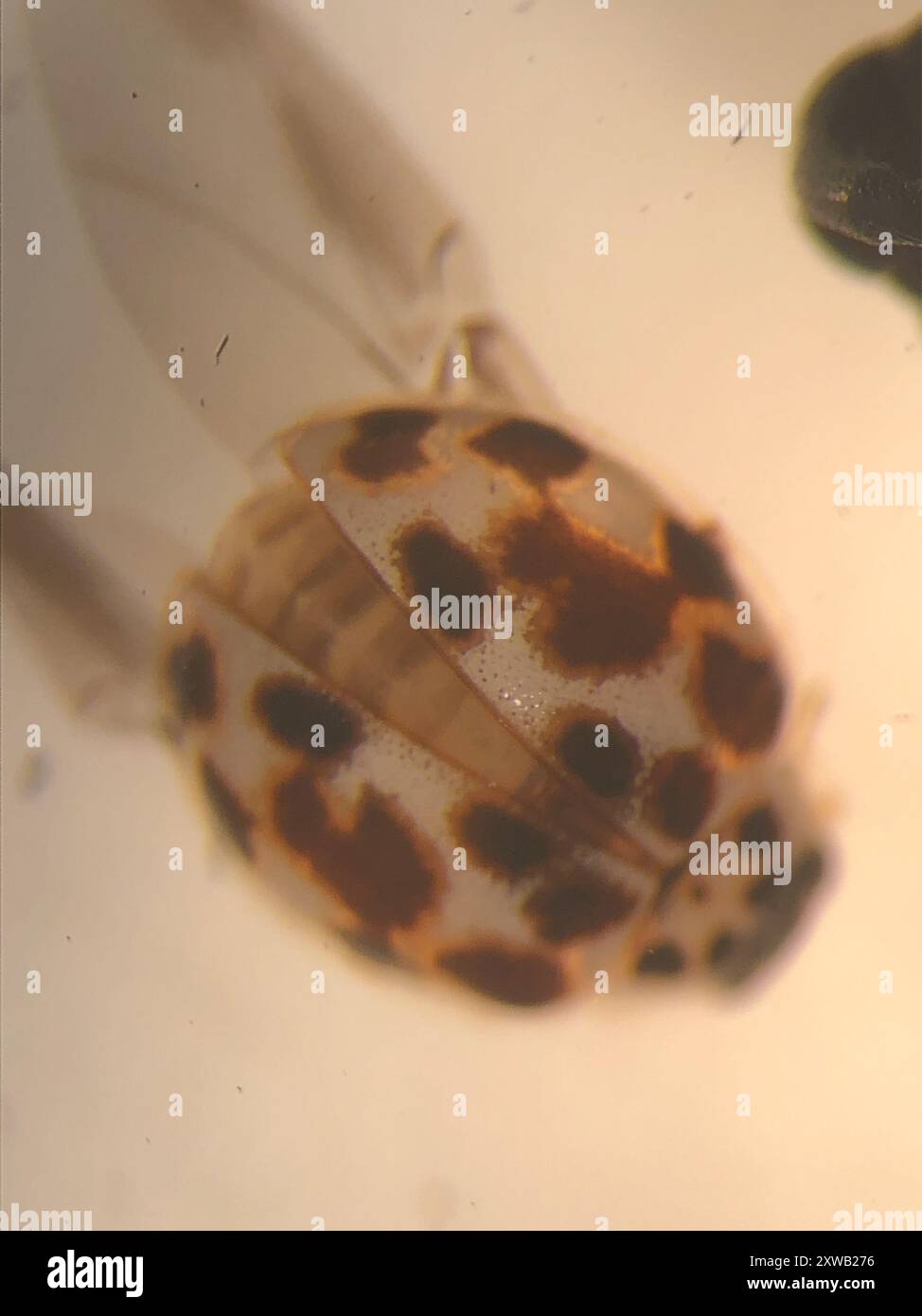 Twenty-spotted Lady Beetle (Psyllobora vigintimaculata) Insecta Stock ...