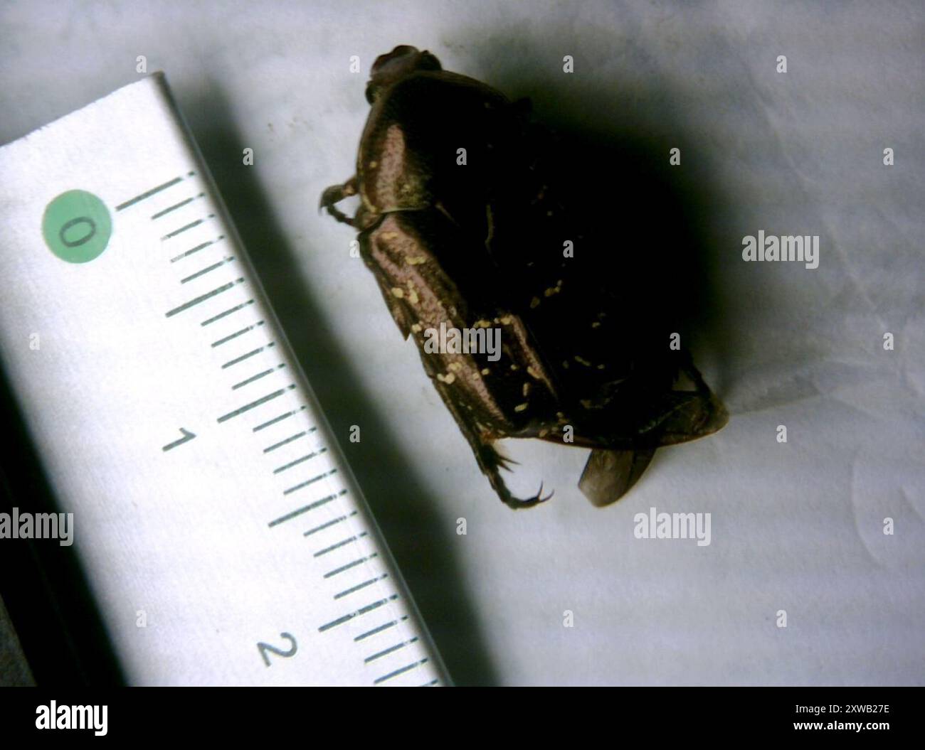 (Protaetia orientalis sakaii) Insecta Stock Photo - Alamy