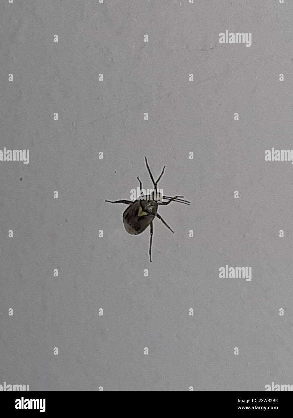 True Bugs (Heteroptera) Insecta Stock Photo - Alamy