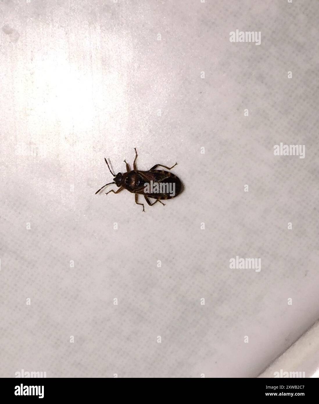 Elm Seed Bug (Arocatus melanocephalus) Insecta Stock Photo - Alamy