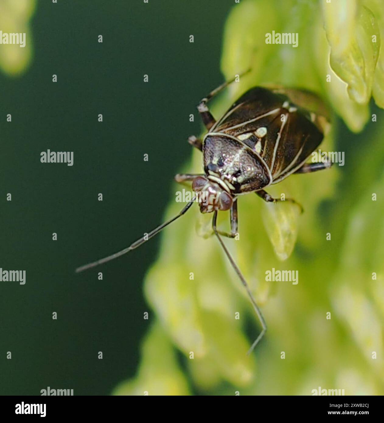 North American Tarnished Plant Bug (Lygus lineolaris) Insecta Stock ...