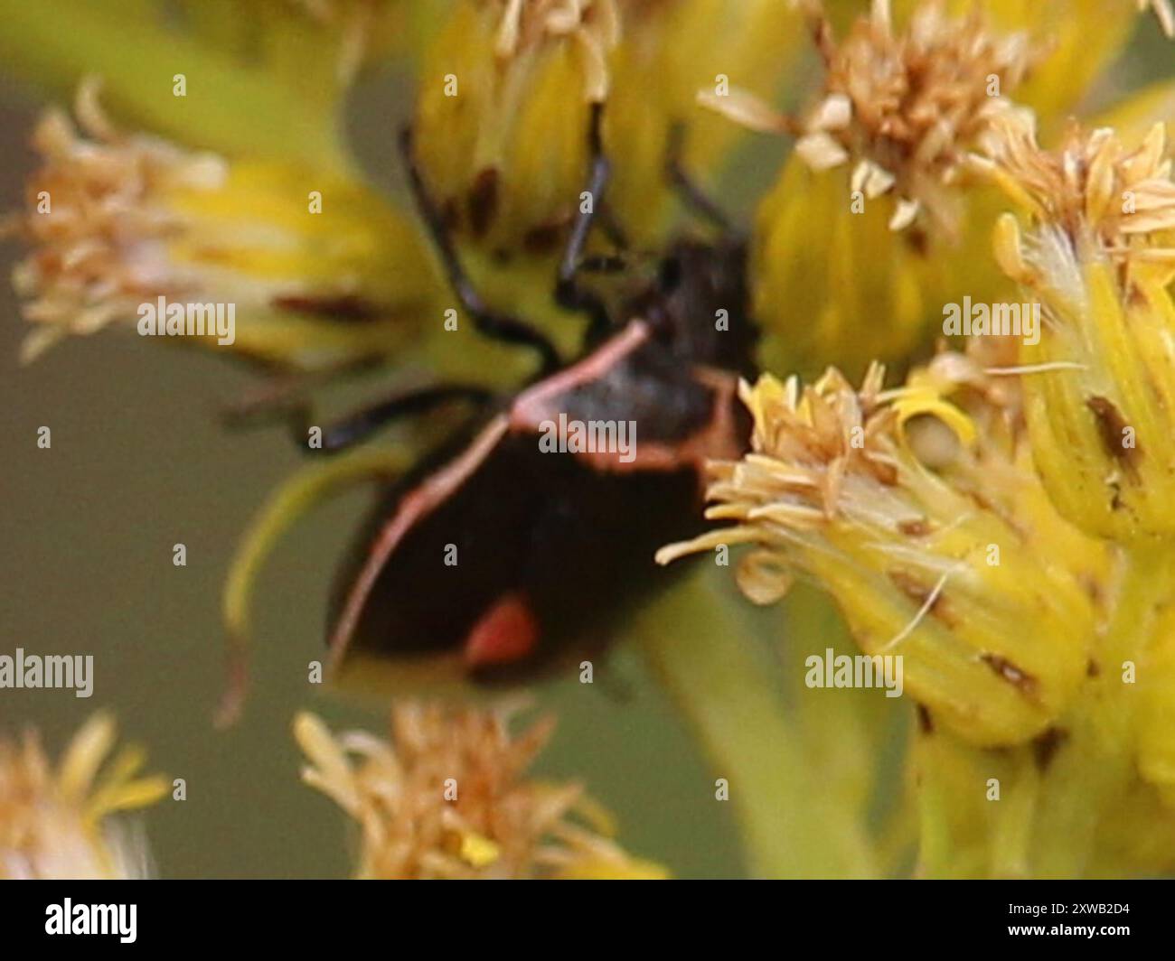 Twice-stabbed Stink Bug (Cosmopepla lintneriana) Insecta Stock Photo ...