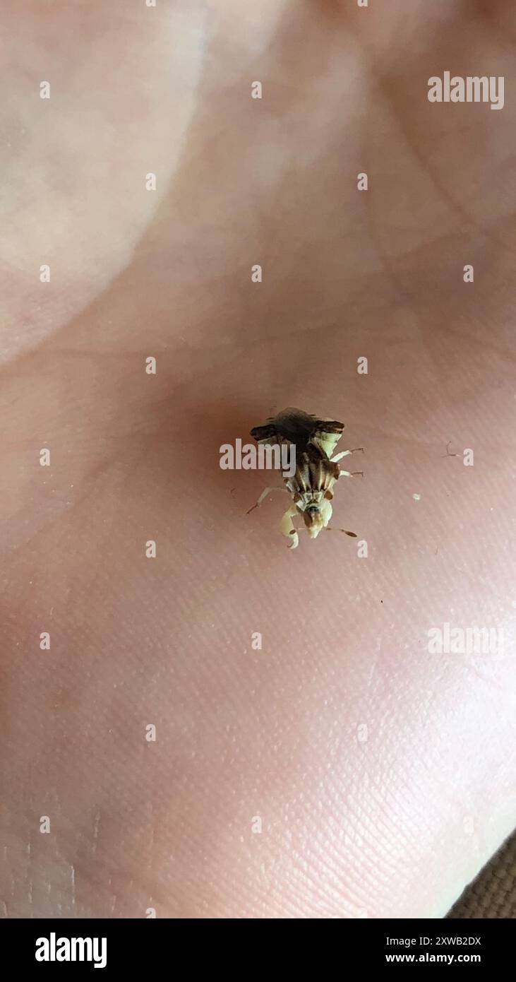 Jagged Ambush Bugs (Phymata) Insecta Stock Photo - Alamy