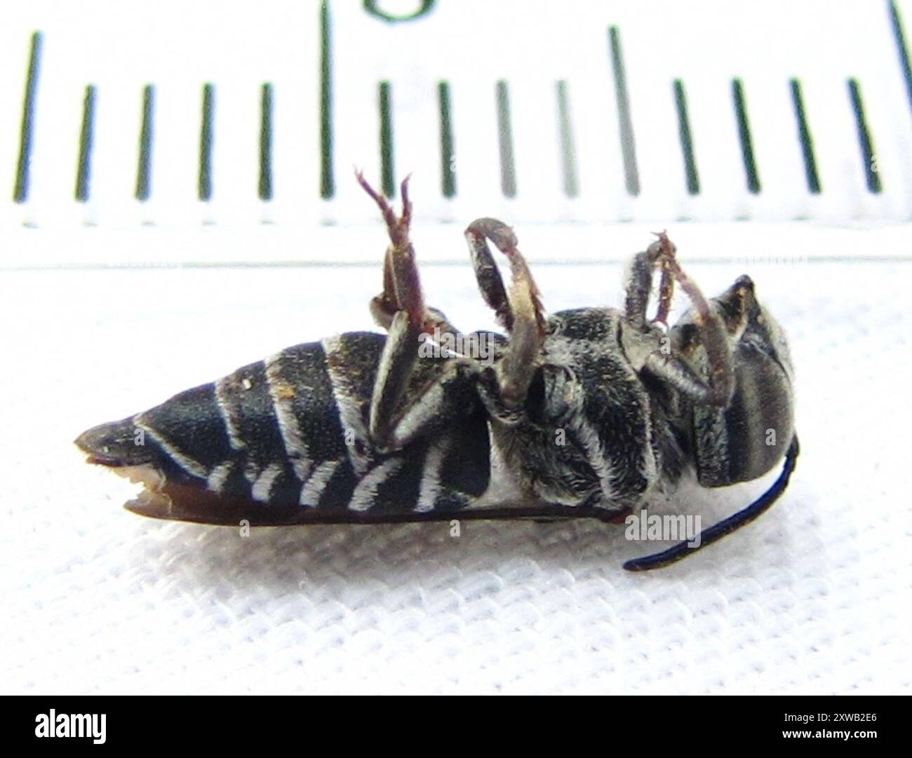 Sharptail Cut Out Stock Images & Pictures - Alamy