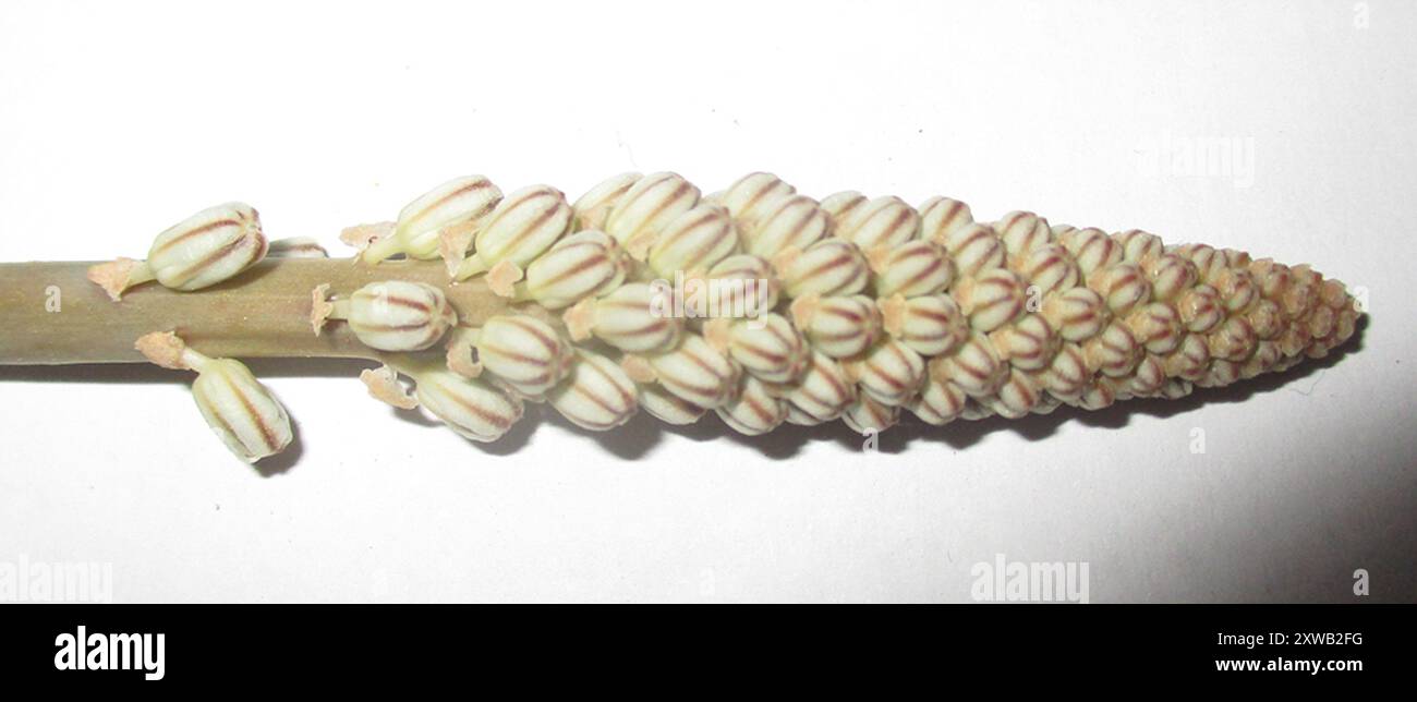 Red Squill (Drimia sanguinea) Plantae Stock Photo - Alamy