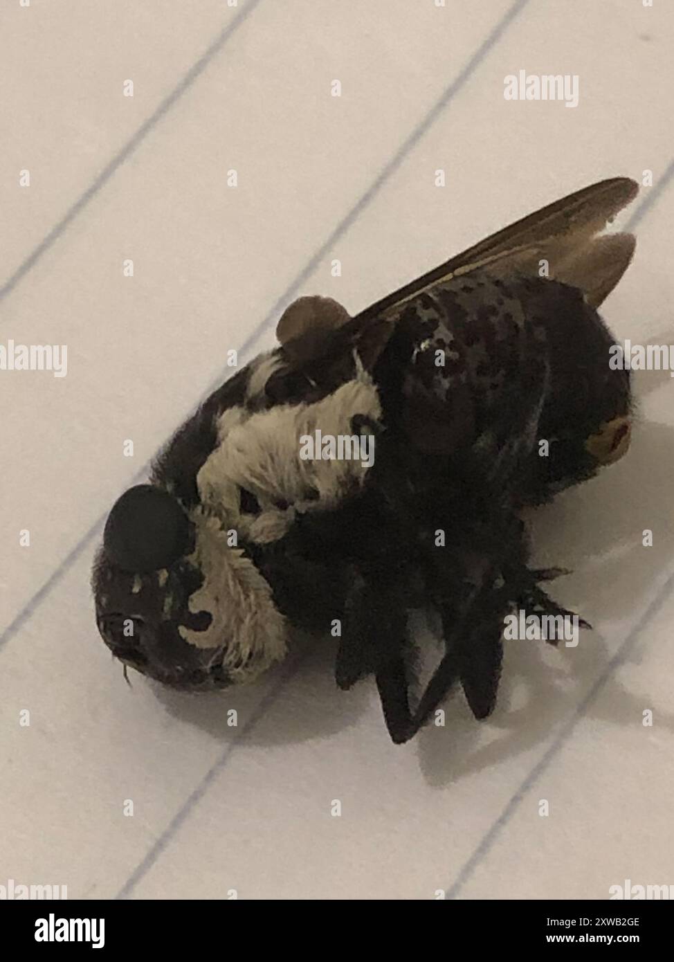 Cuterebra hi-res stock photography and images - Alamy