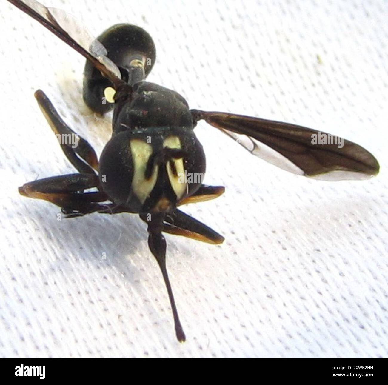 (Physocephala tibialis) Insecta Stock Photo - Alamy