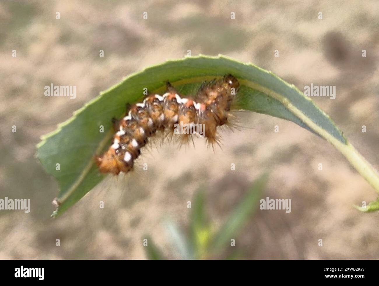 Knot Grass Moth (Acronicta rumicis) Insecta Stock Photo - Alamy