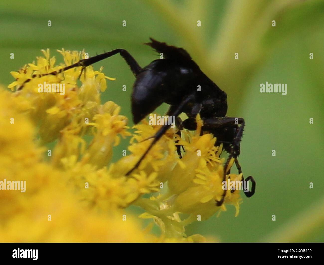 Tarantula-hawk Wasps and Allies (Pepsini) Insecta Stock Photo - Alamy