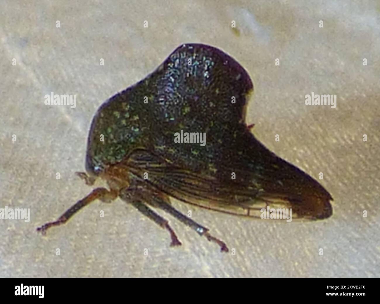 Telamona telamona hi-res stock photography and images - Alamy