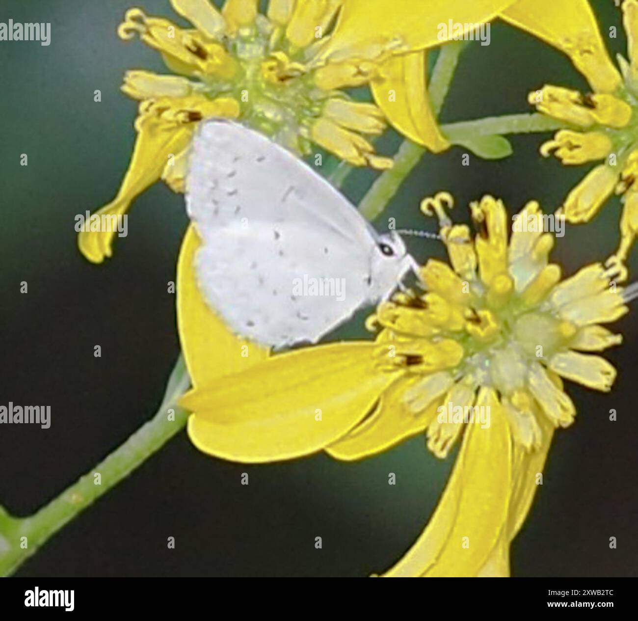 Summer Azure (Celastrina neglecta) Insecta Stock Photo - Alamy