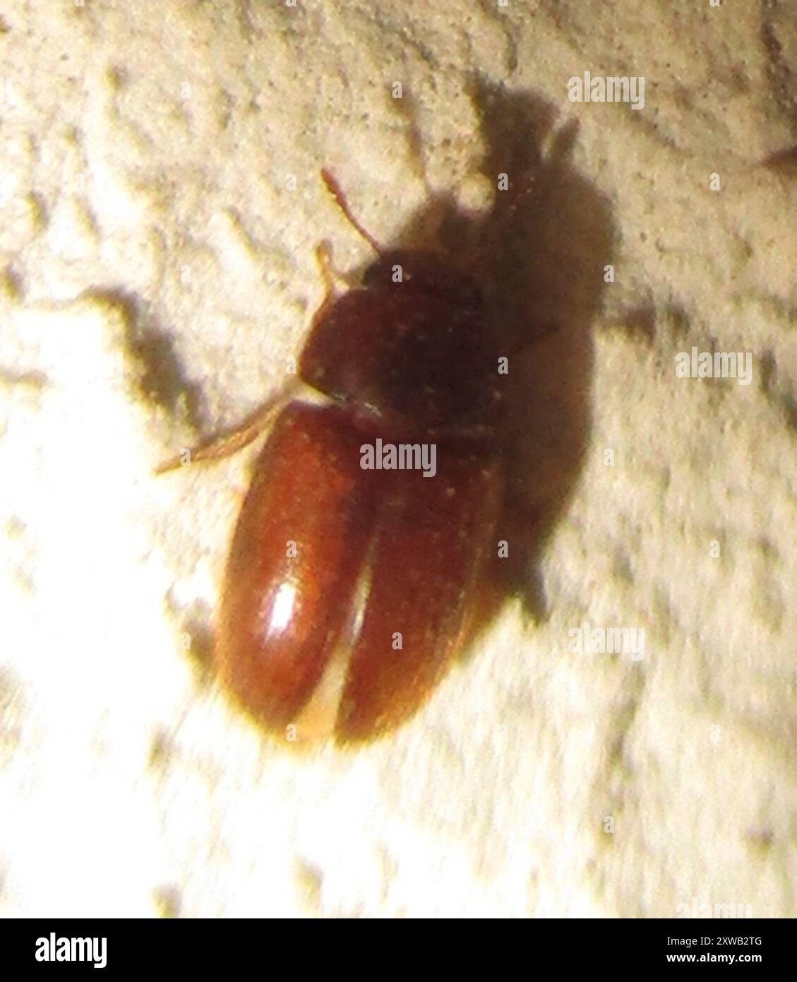 Beetles (Coleoptera) Insecta Stock Photo - Alamy