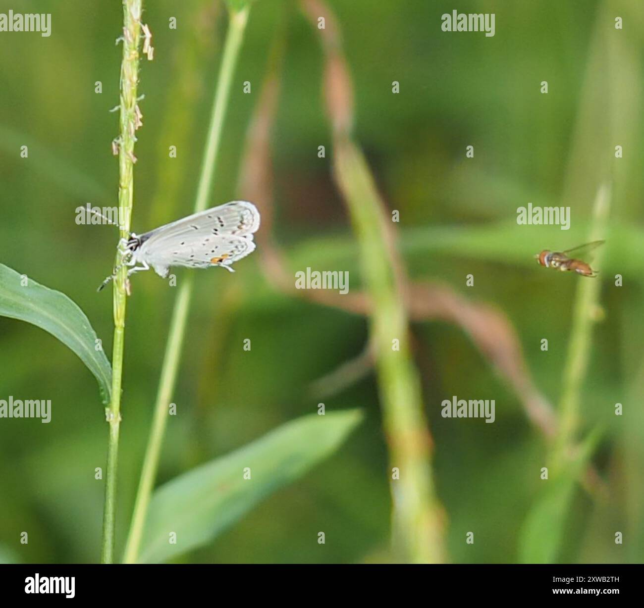 Eastern Tailed-Blue (Cupido comyntas) Insecta Stock Photo - Alamy
