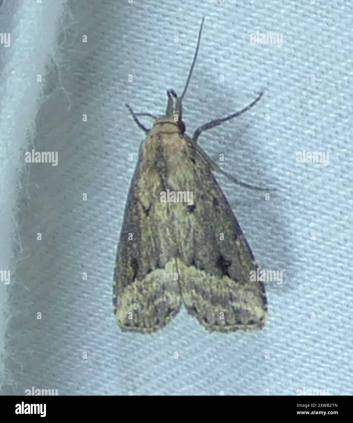 Black-spotted Schrankia (Hypenopsis macula) Insecta Stock Photo - Alamy