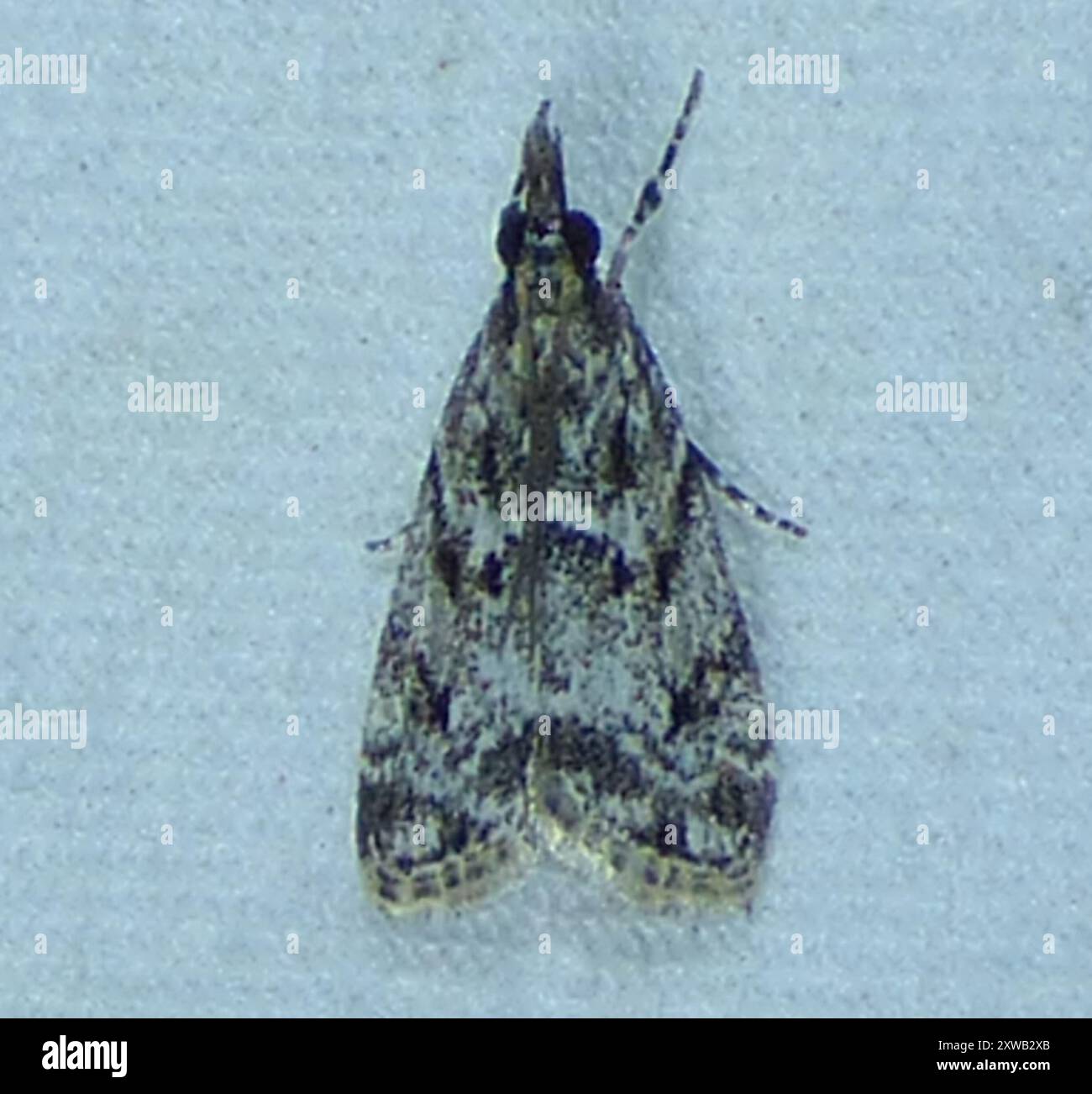 Many-spotted Scoparia Moth (Scoparia basalis) Insecta Stock Photo - Alamy