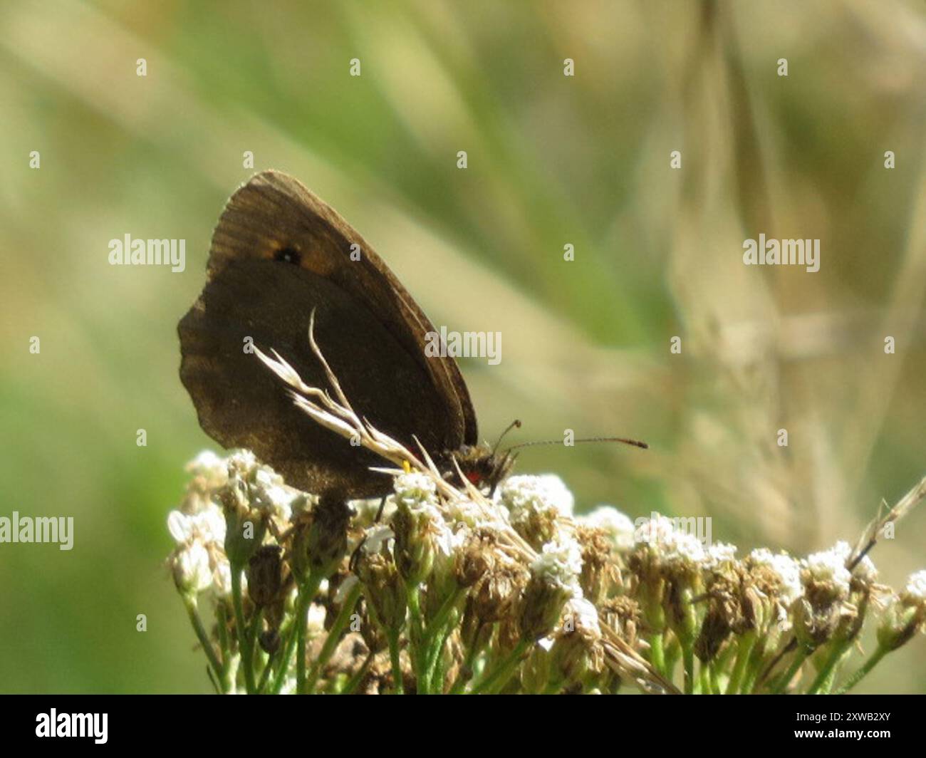 Scotch Argus (Erebia aethiops) Insecta Stock Photo - Alamy