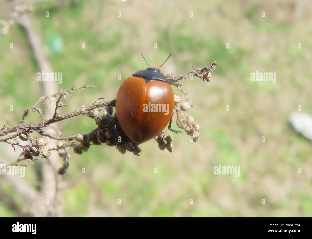 (Aegithus clavicornis) Insecta Stock Photo - Alamy