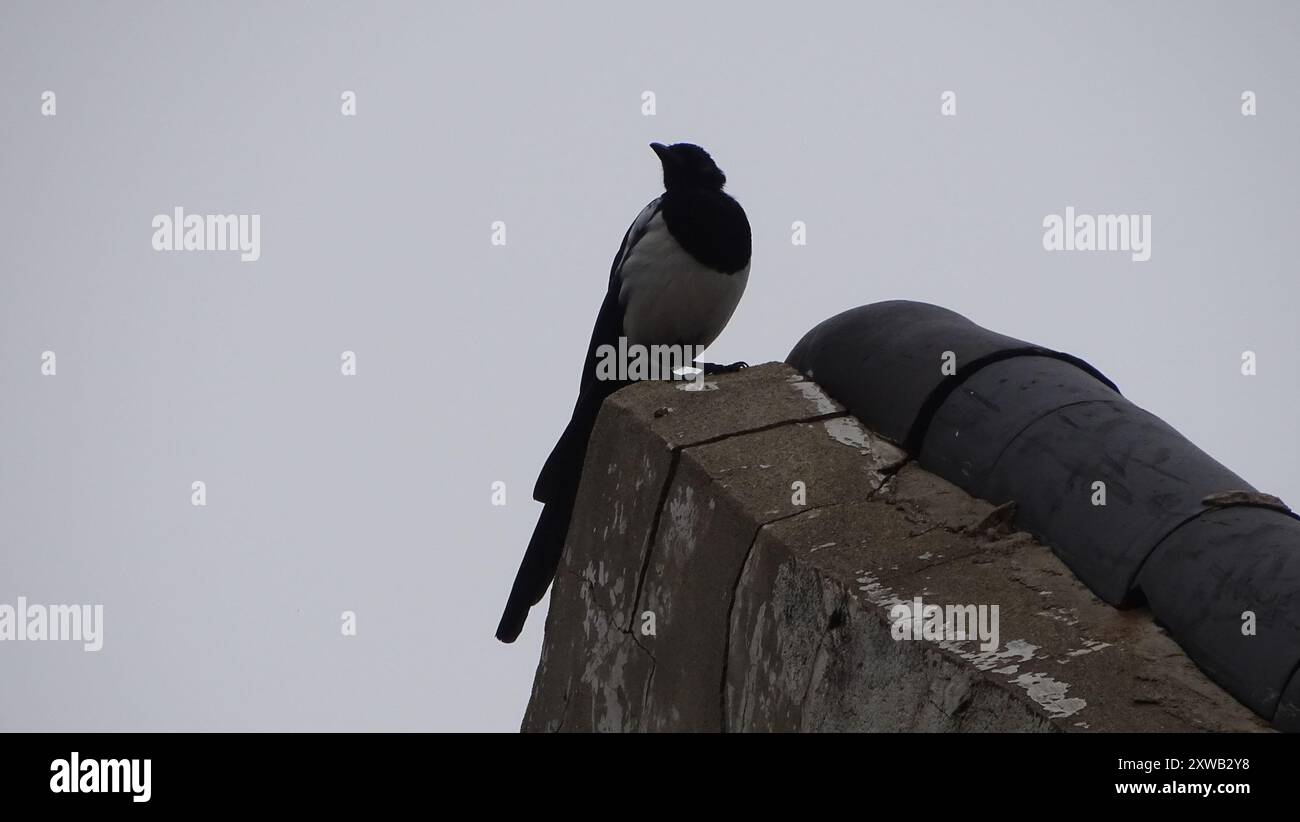 Oriental magpie pica serica hi-res stock photography and images - Alamy