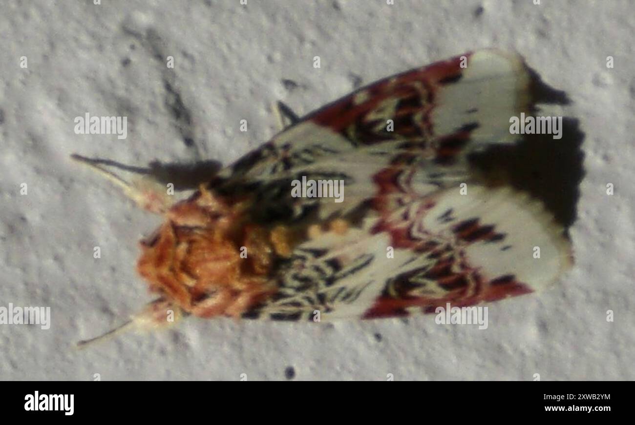 Lily Caterpillar Moth (Spodoptera picta) Insecta Stock Photo - Alamy