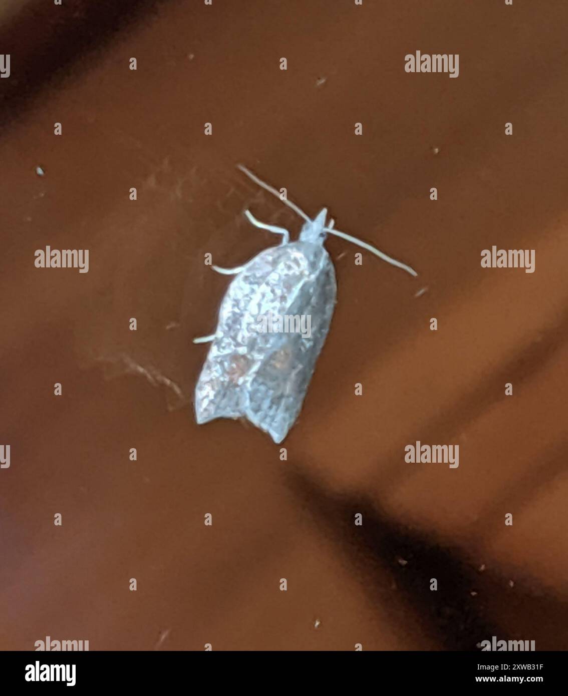 Hook-winged Tortrix Moth (Acleris effractana) Insecta Stock Photo - Alamy