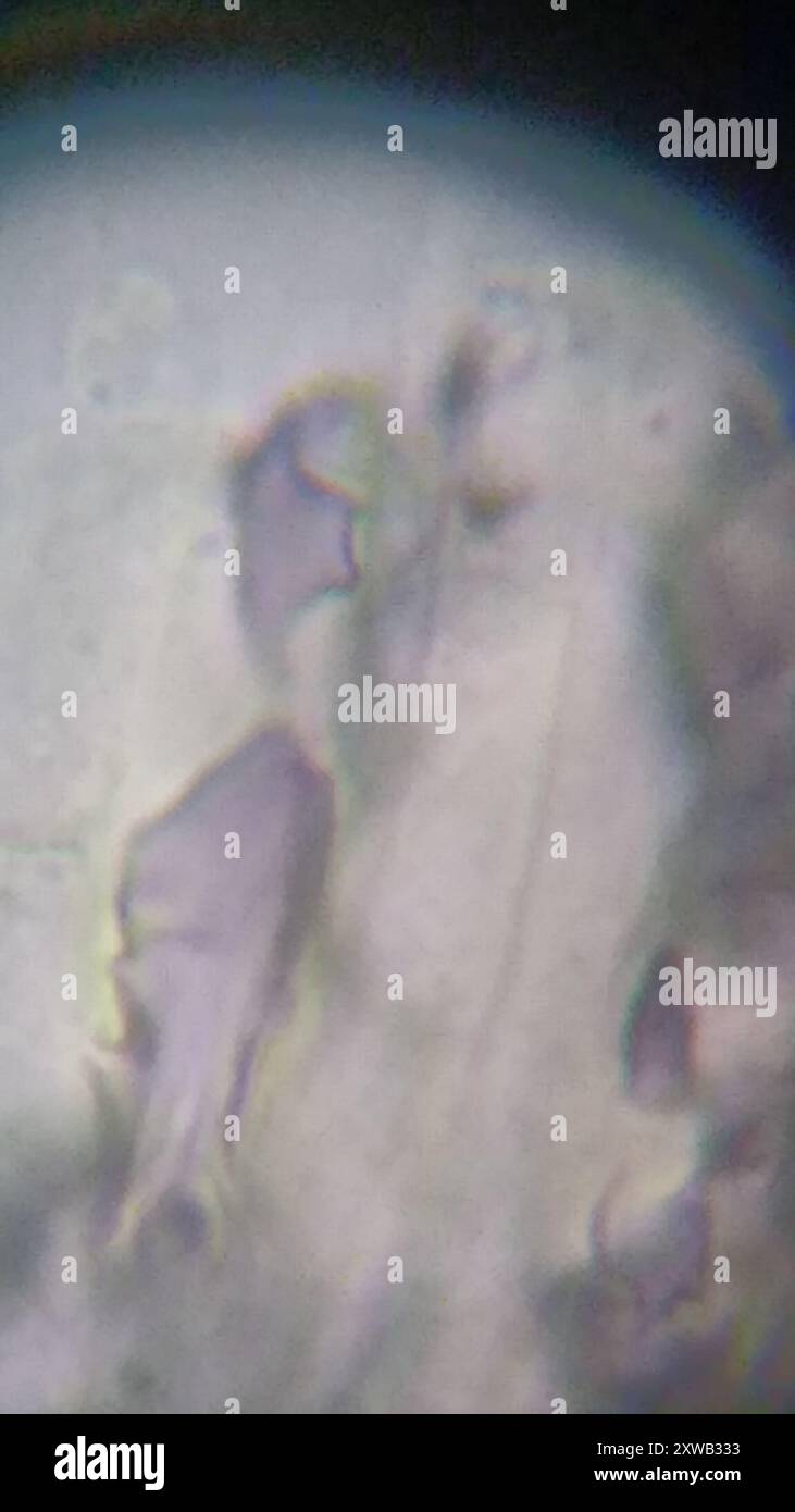 (Resinomycena rhododendri) Fungi Stock Photo - Alamy