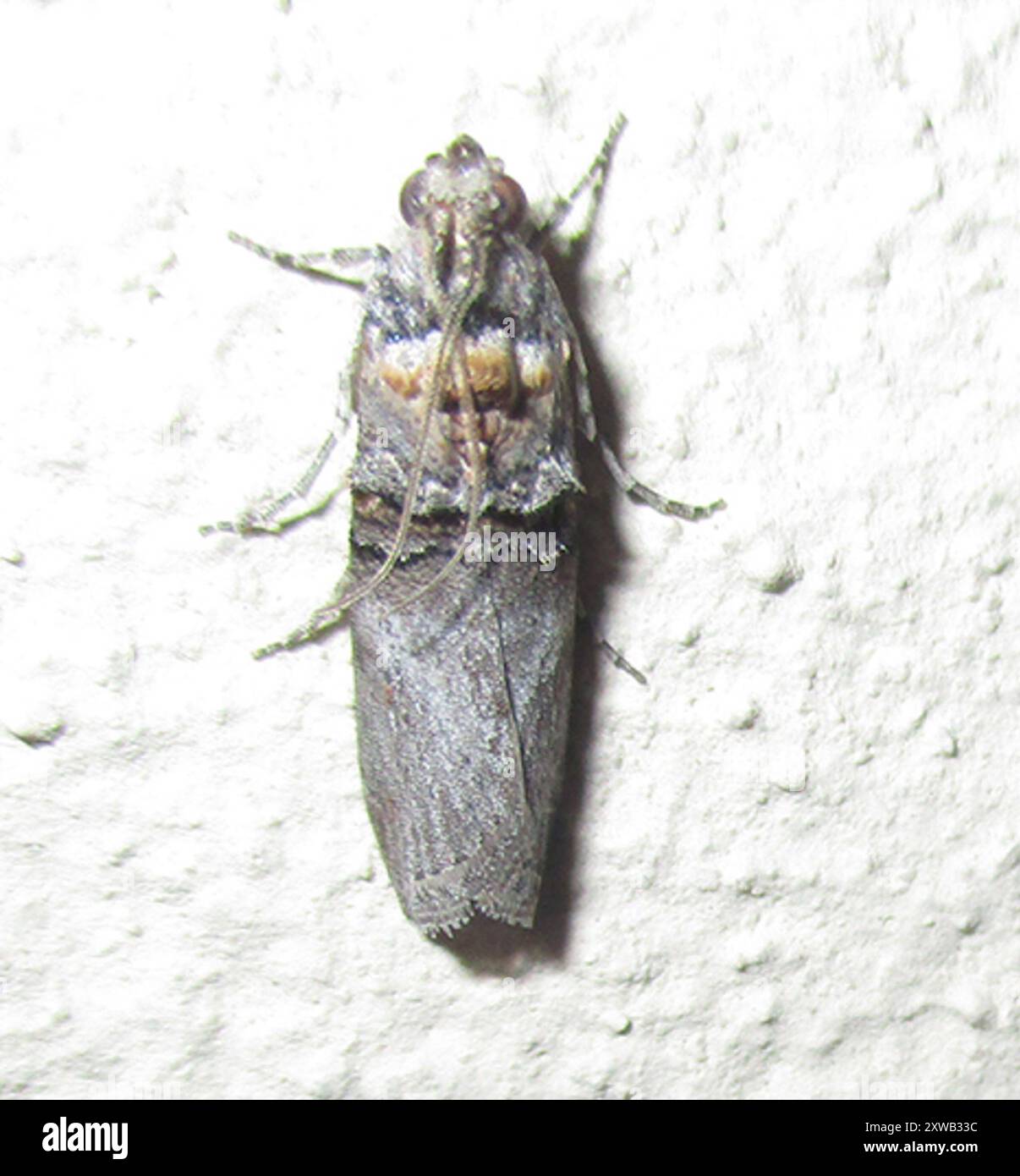 Knot-horn Moths (Phycitinae) Insecta Stock Photo - Alamy