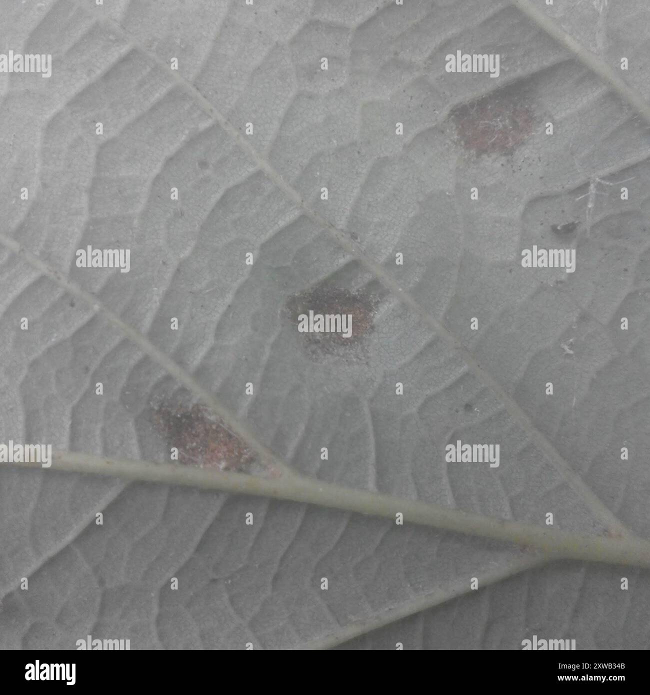 Sycamore Felt Gall Mite (Aceria pseudoplatani) Arachnida Stock Photo ...