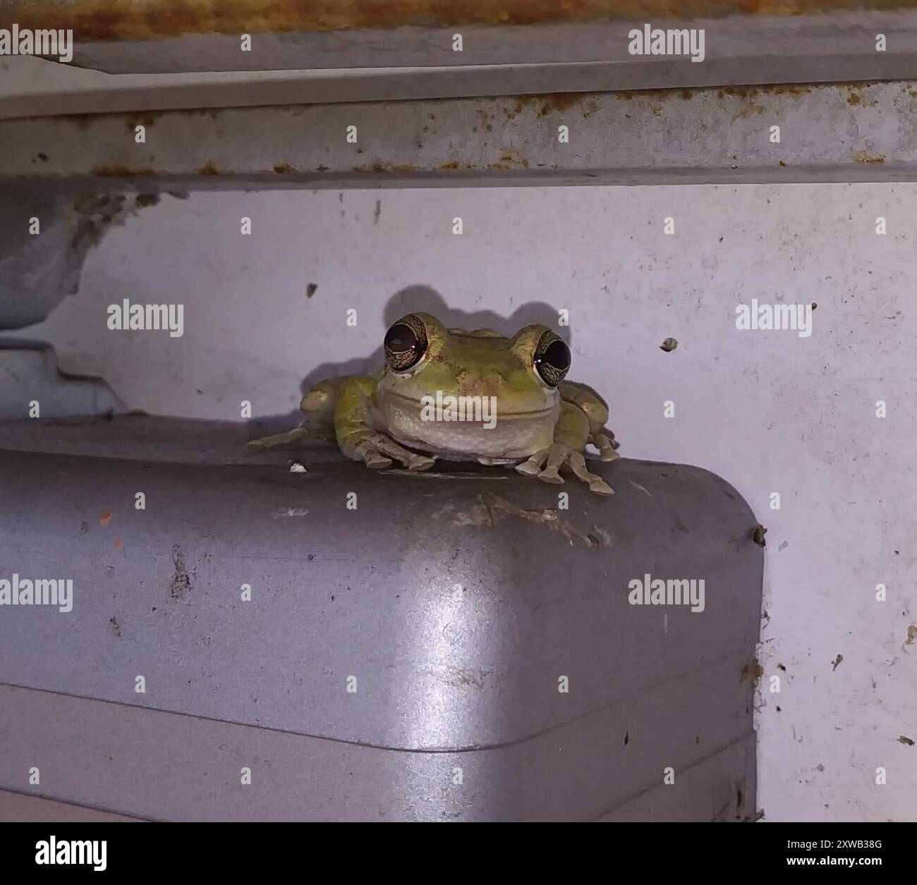 Cuban Tree Frog (Osteopilus septentrionalis) Amphibia Stock Photo - Alamy