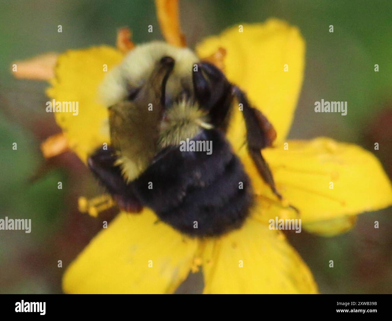 Common Eastern Bumble Bee (Bombus impatiens) Insecta Stock Photo - Alamy