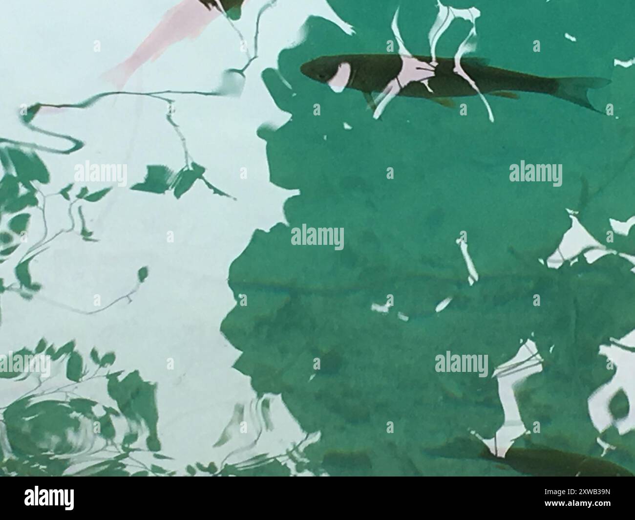 European chub (Squalius cephalus) Actinopterygii Stock Photo - Alamy