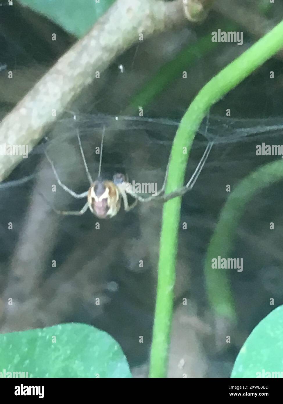Common sheetweb spider (Linyphia triangularis) Arachnida Stock Photo ...