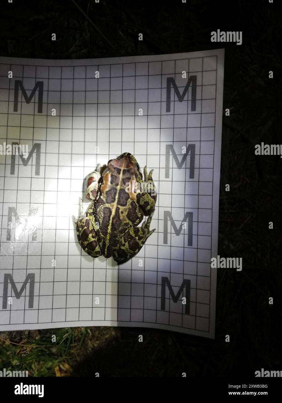 Western Leopard Toad (Sclerophrys pantherina) Amphibia Stock Photo - Alamy