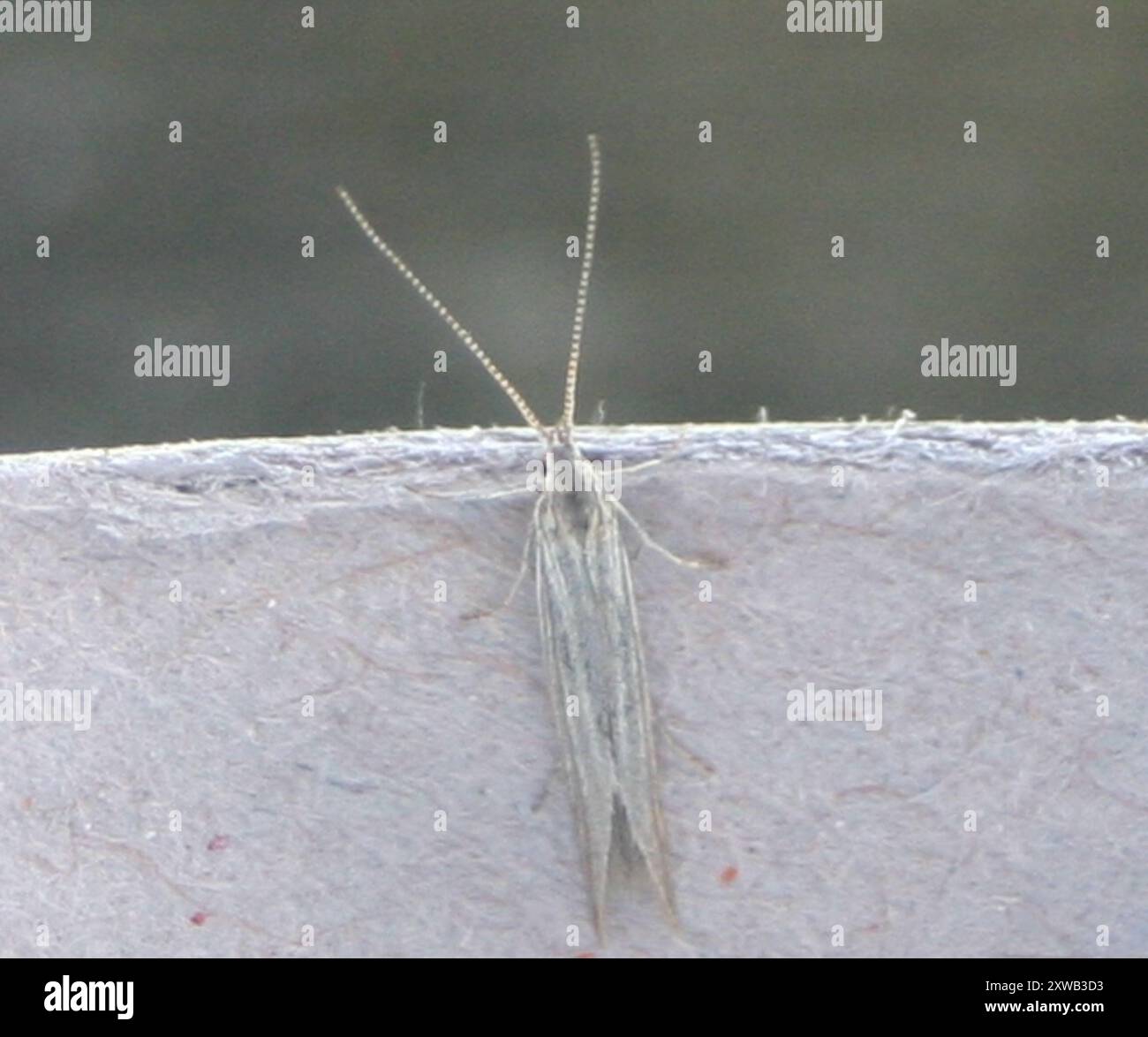 Casebearers (Coleophora) Insecta Stock Photo - Alamy