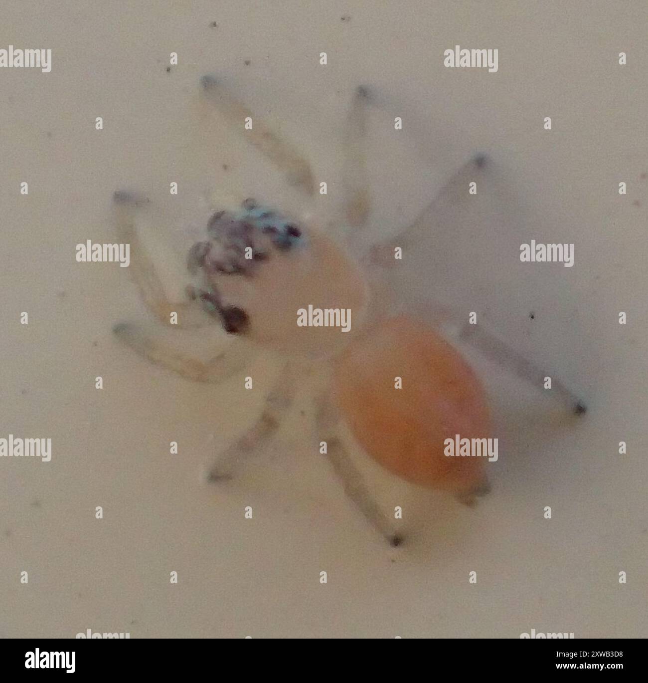 Cyclops Jumping Spider (Opisthoncus polyphemus) Arachnida Stock Photo ...