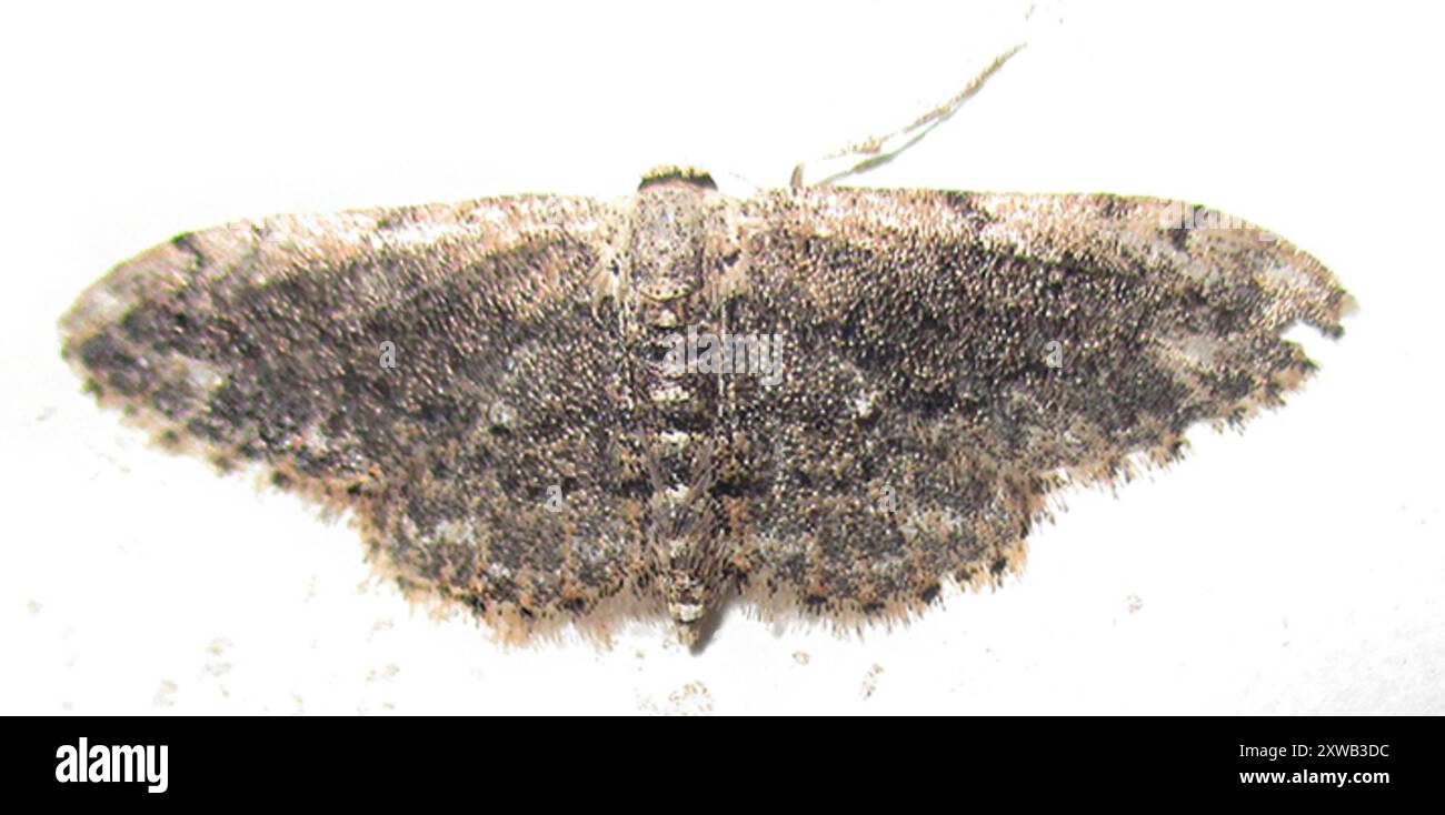Geometer Moths (Geometridae) Insecta Stock Photo - Alamy