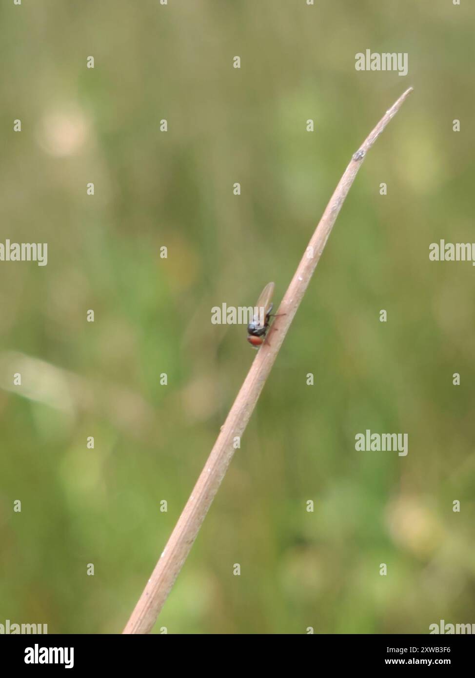 Lance Flies (Lonchaeidae) Insecta Stock Photo - Alamy