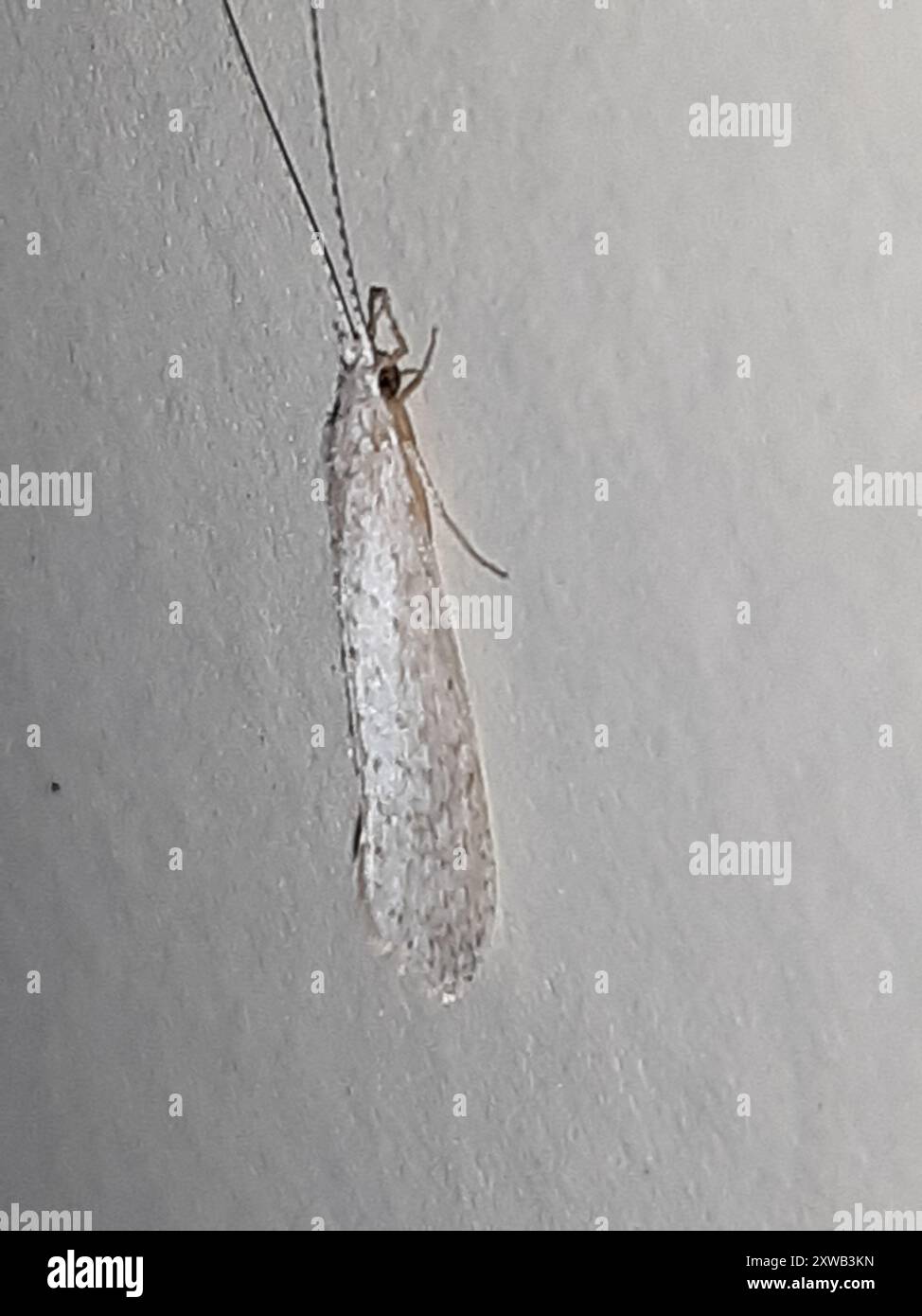 Nectopsyche hi-res stock photography and images - Alamy